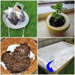 21 Tricks That Will Change the Way You Garden