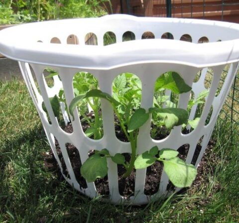 16 Things You Never Thought to Do with a Laundry Basket